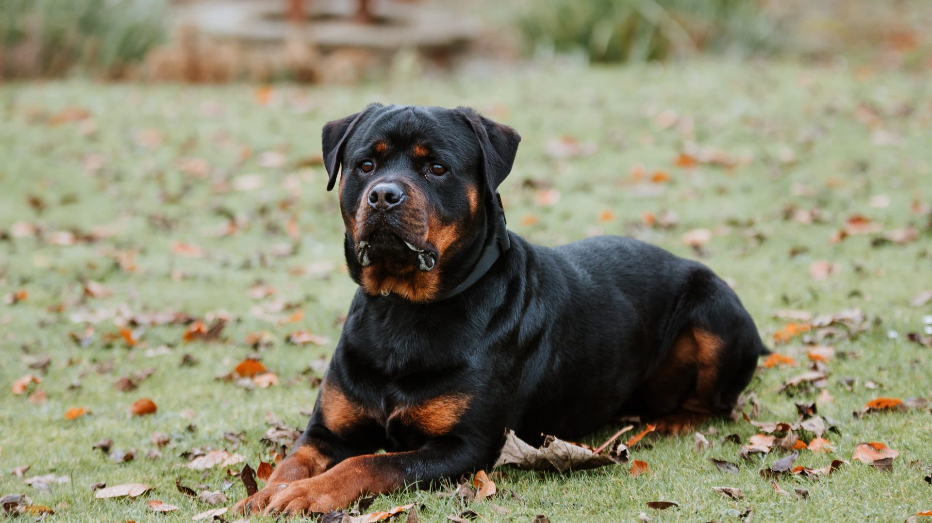 History of Guard Dogs | Protection Dogs Worldwide