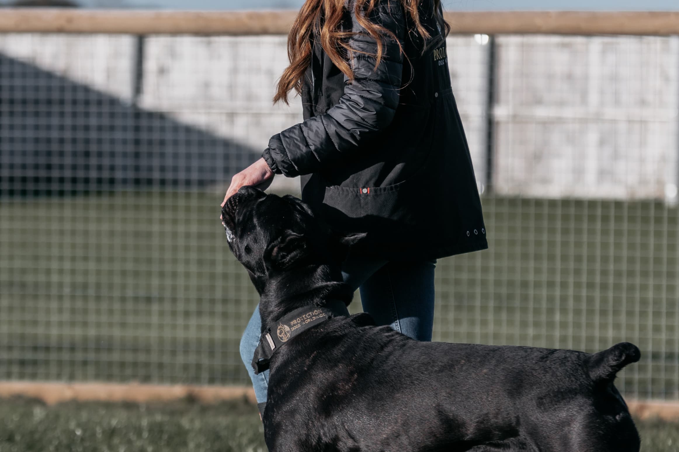 Personal Protection Training for Dogs, Family Dogs Training UK